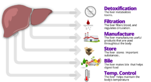 What the Liver Does - Cirrhosis Care